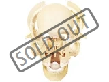 4D MASTER Anatomický 4D model - Lidská lebka | Puzzle-puzzle.sk